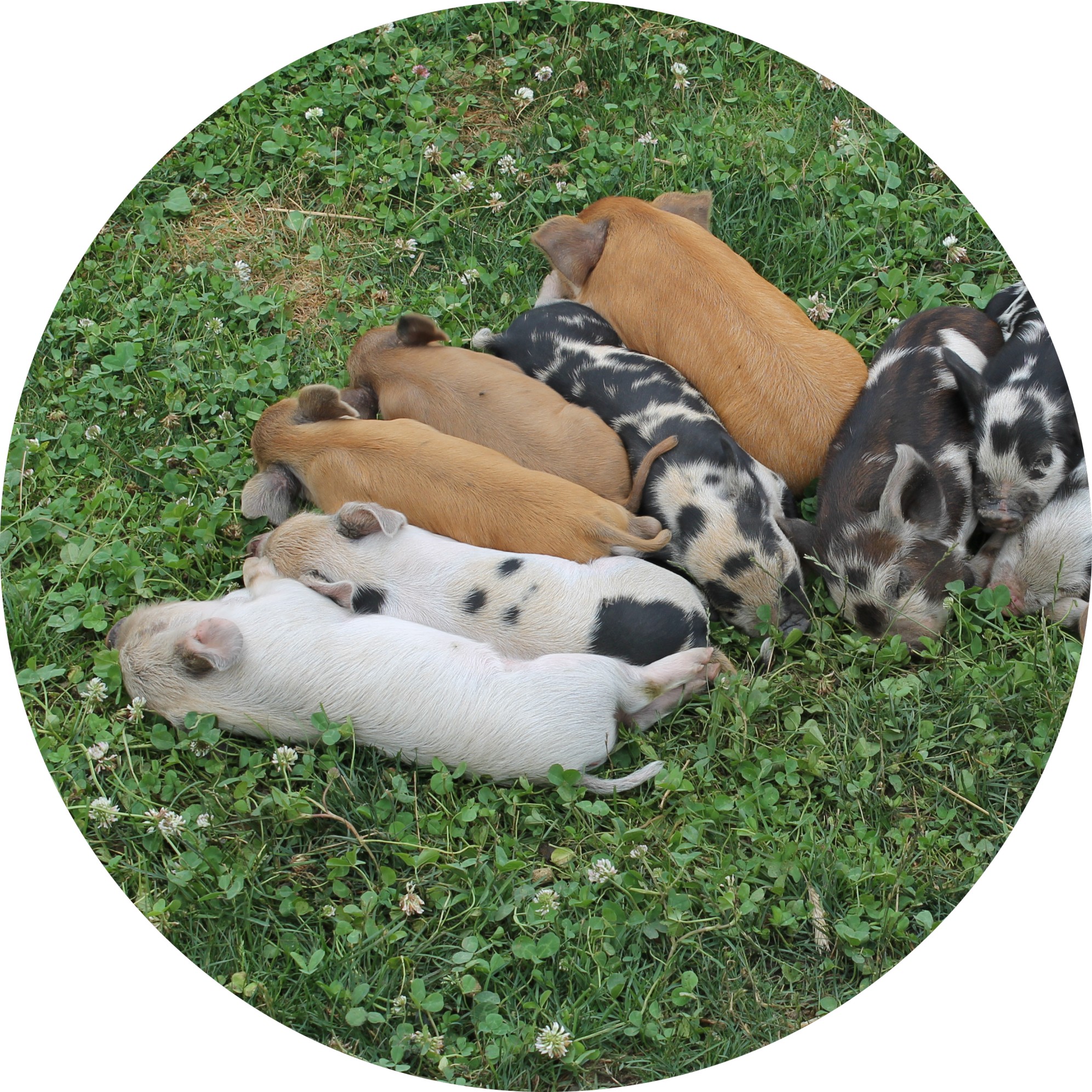 Free Petting Barn – Farmers market